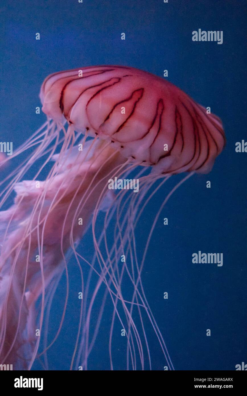 Compass jelly fish hi-res stock photography and images - Alamy