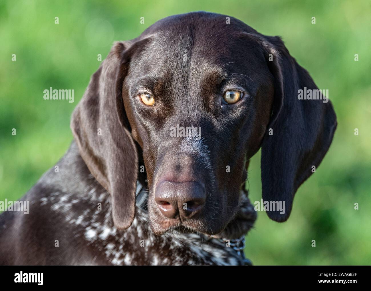 German Shorthaired Pointer Stock Photo - Alamy