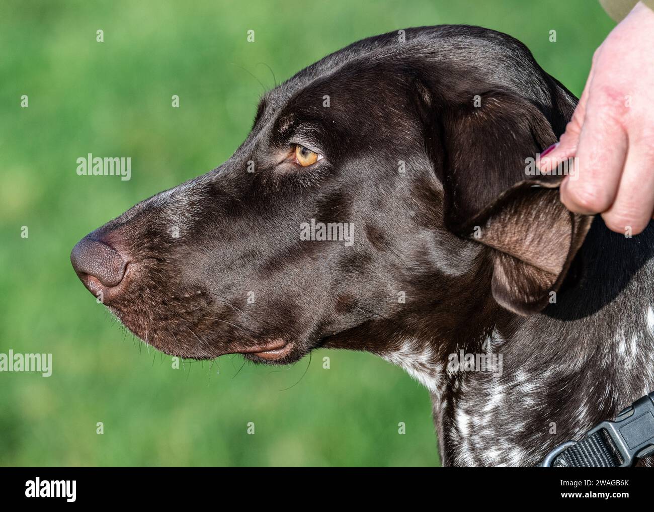 Deutsch kurzhaar german shorthaired pointer hi-res stock photography ...