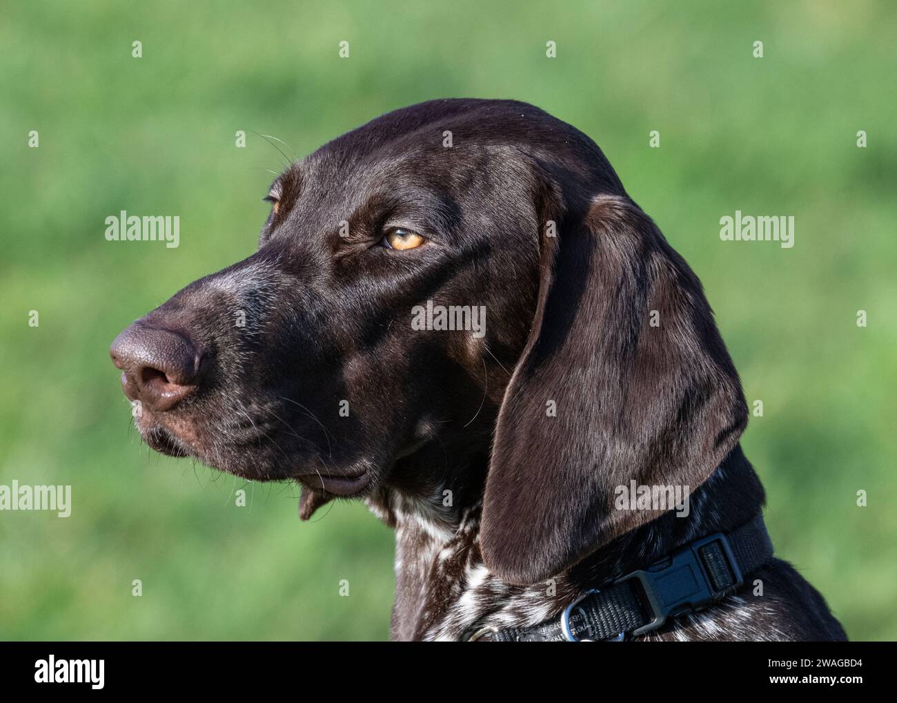 German shorthaired pointer pointing hi-res stock photography and images ...