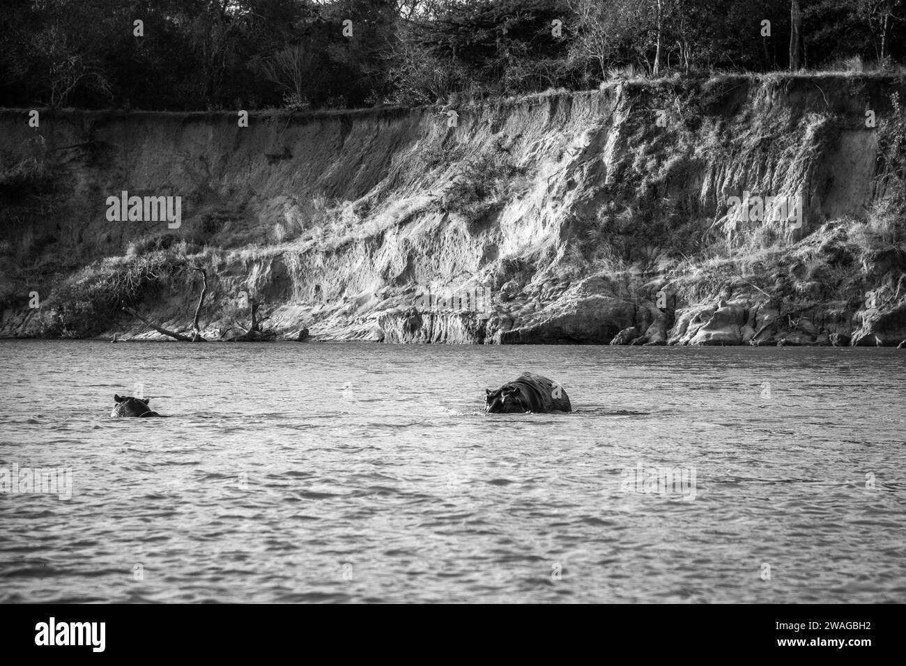 Group hippos Black and White Stock Photos & Images - Alamy