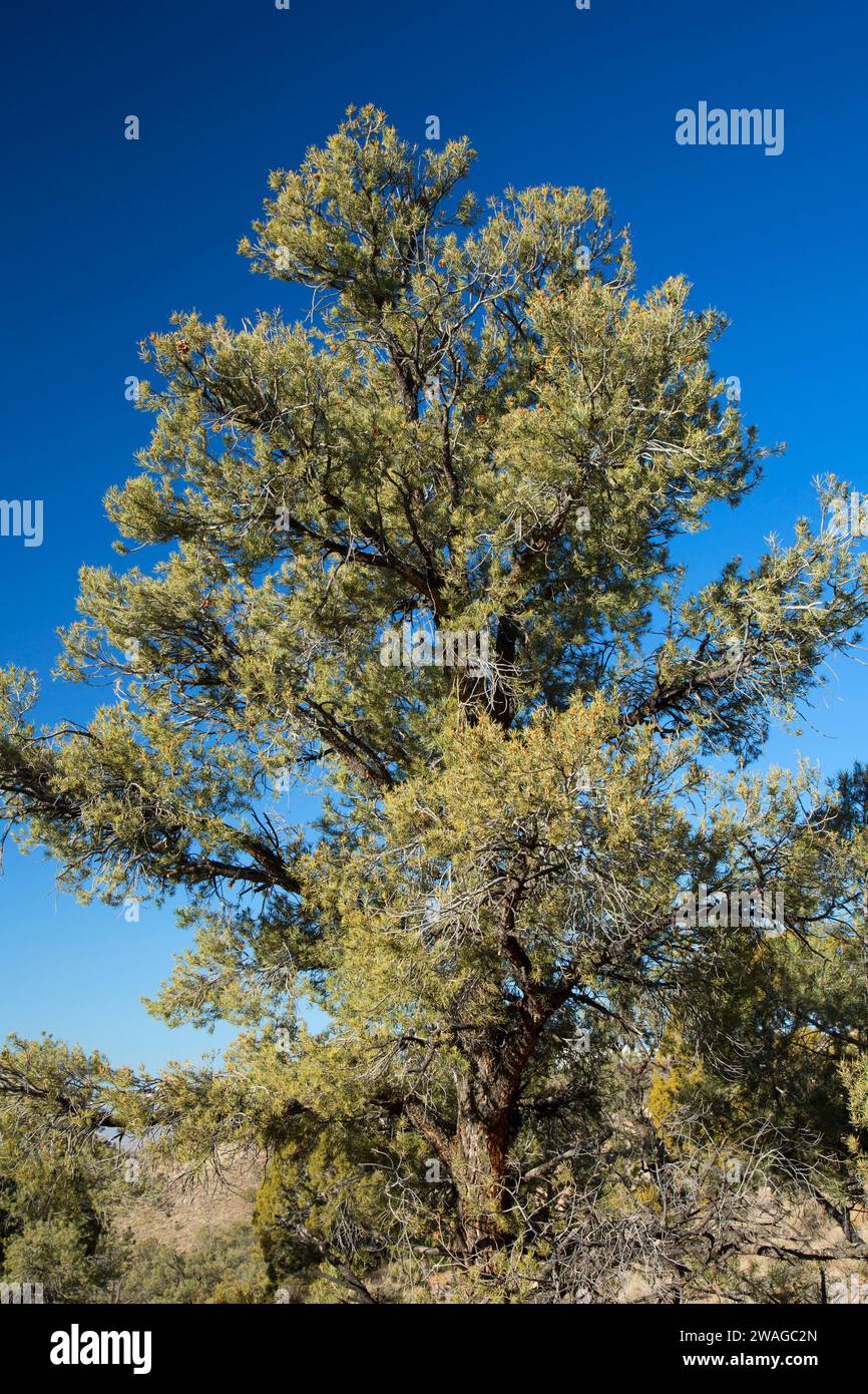 Pinyon pine, Hickison Petroglyphs Recreation Area, Mount Lewis District ...