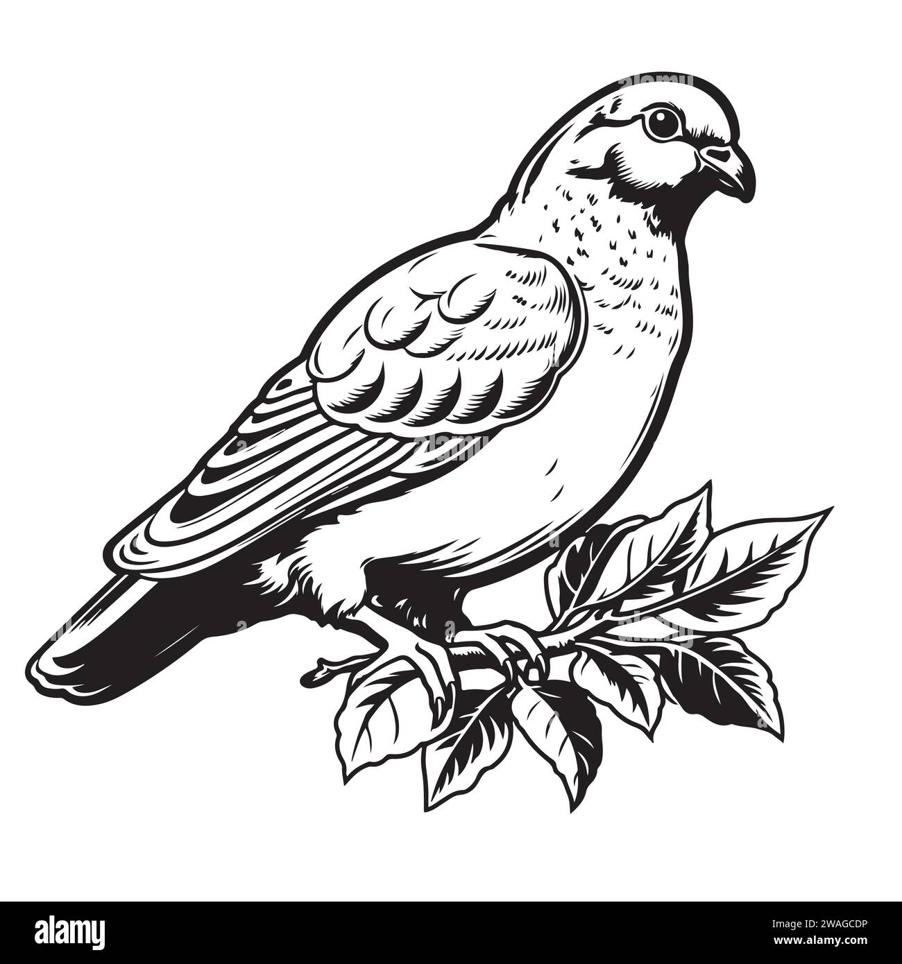 dove, pigeon. Realistic ink sketch of wild bird. Hand drawn vector ...