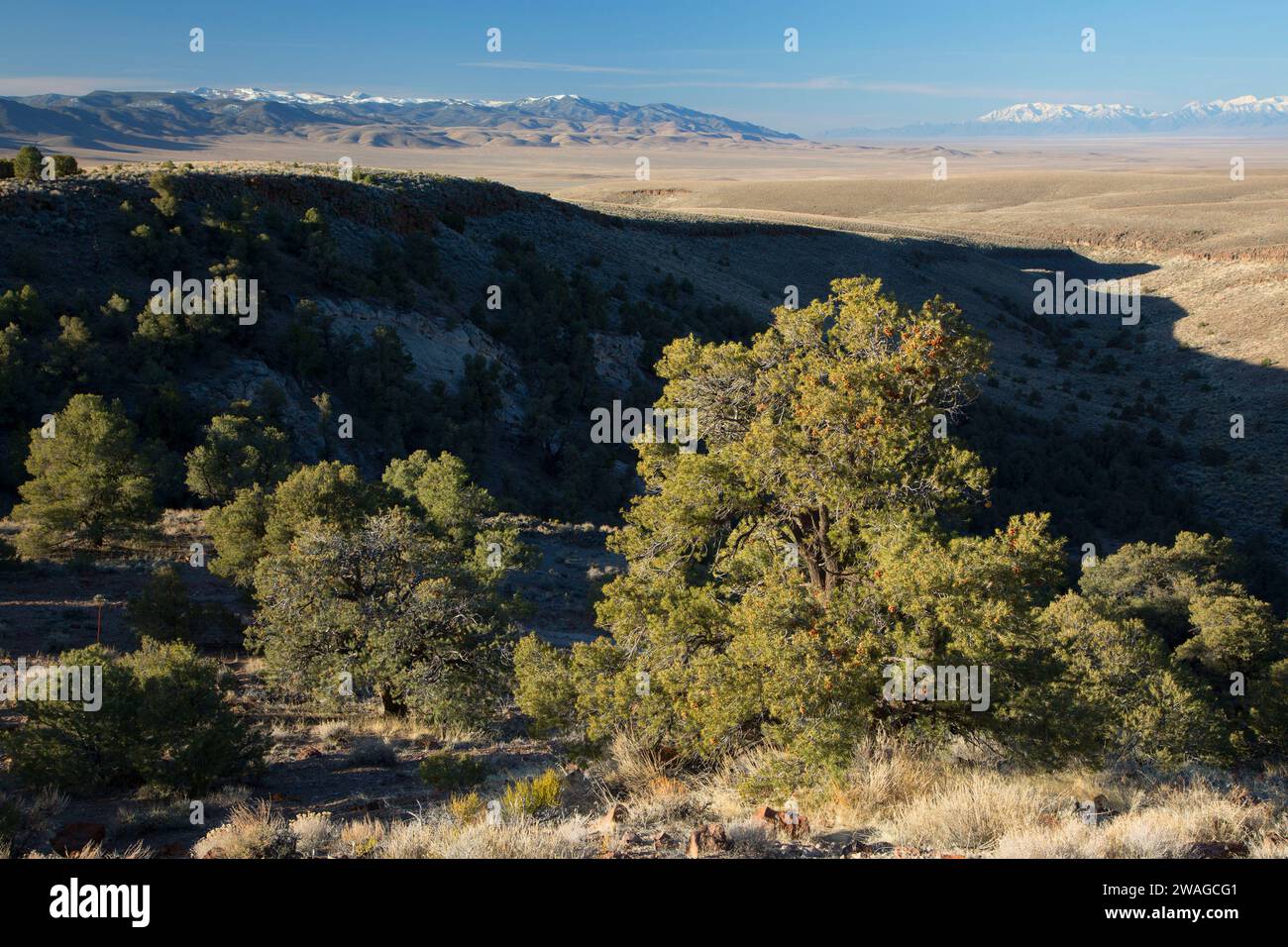 Trail view with Pinyon pine, Hickison Petroglyphs Recreation Area ...