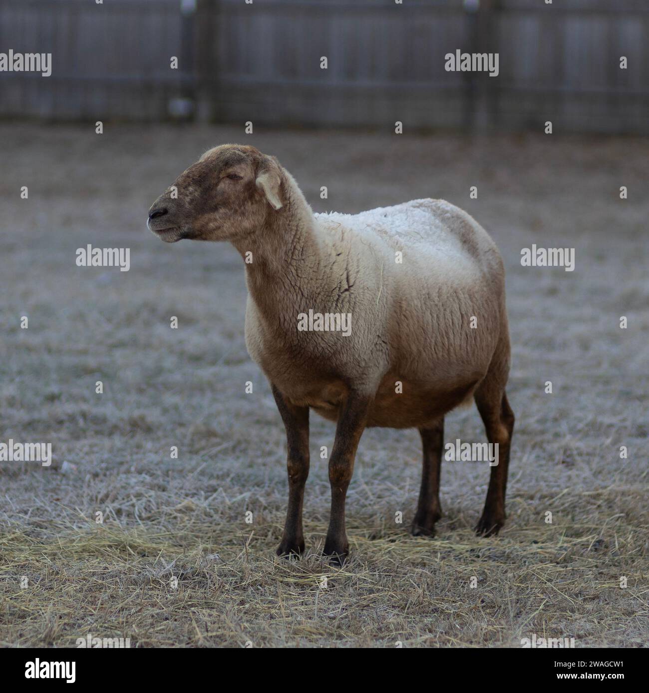 Frost on the back of a brown Katahdin sheep ewe on a cold winter ...