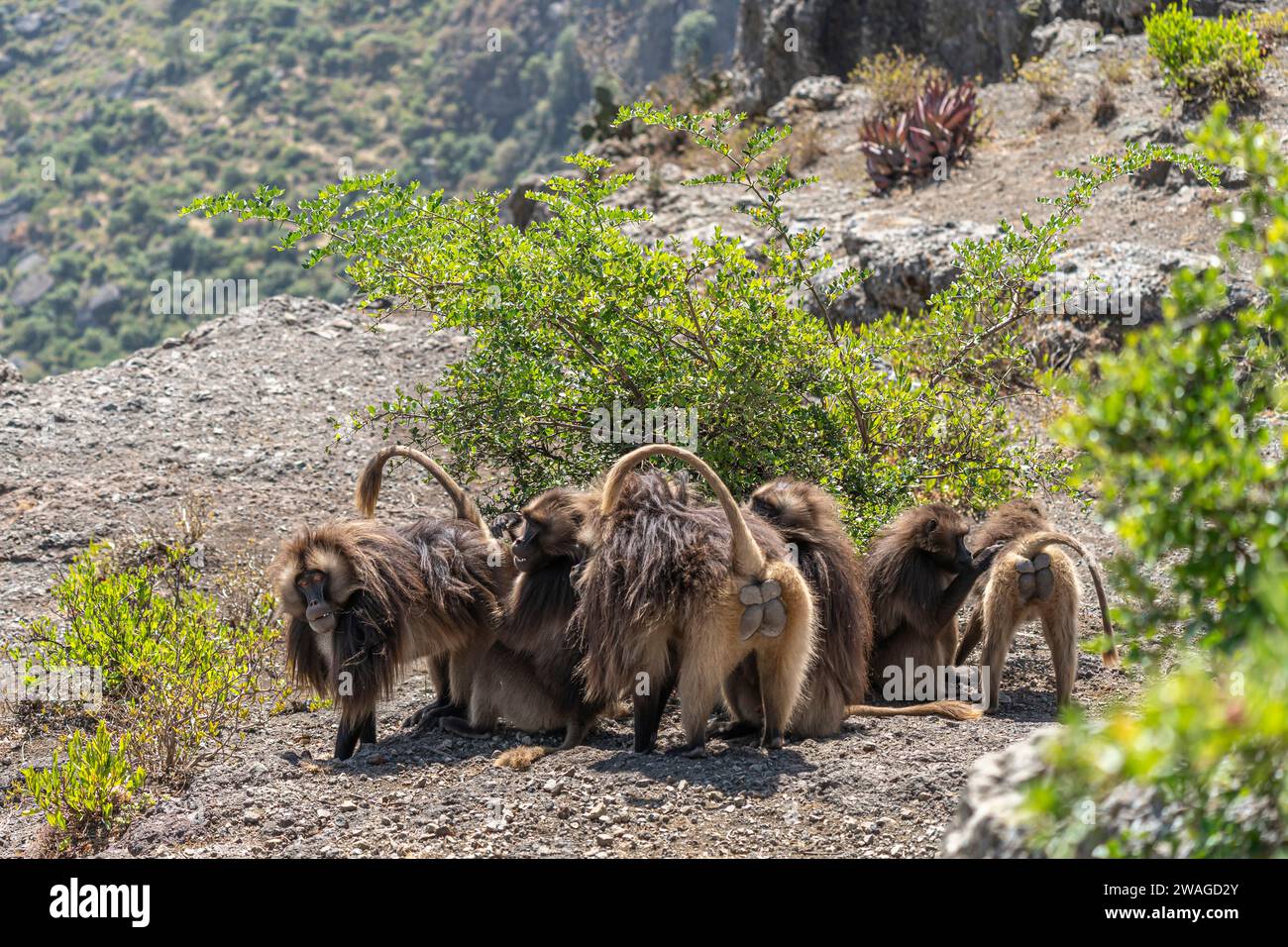 Gelada baboons (Theropithecus Gelada) grooming each other, Simien ...