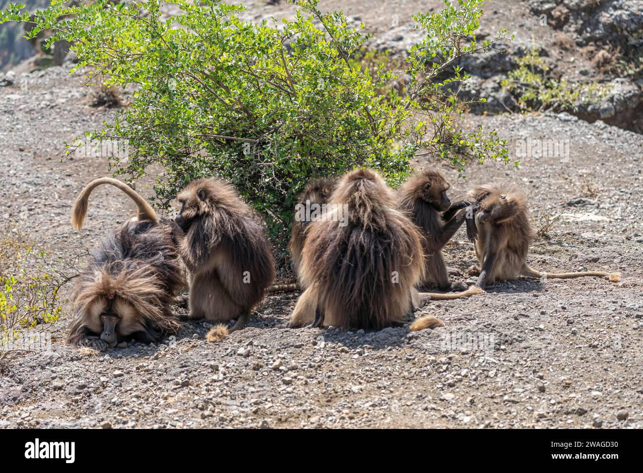 Gelada baboons (Theropithecus Gelada) grooming each other, Simien ...