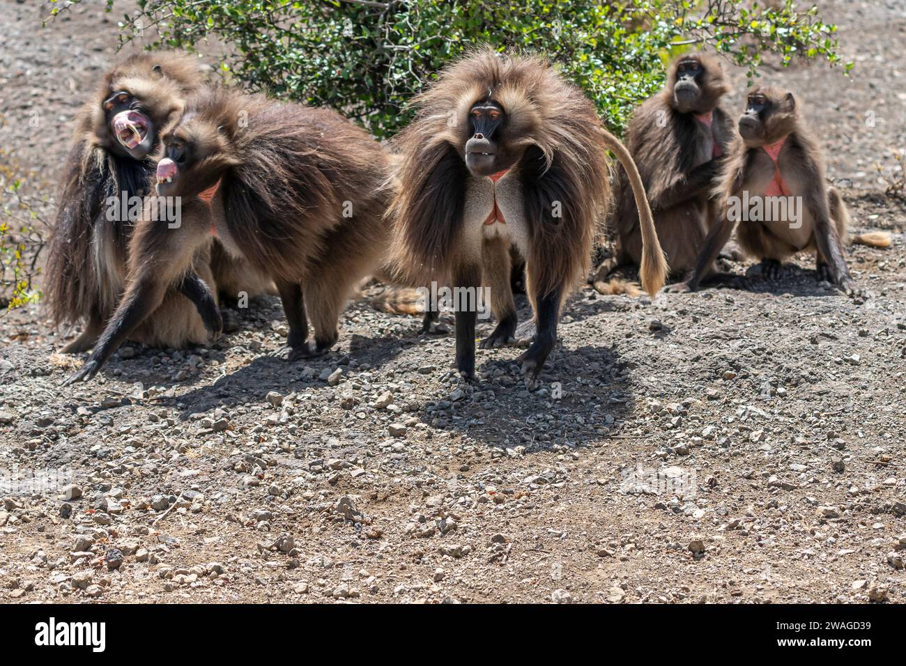 Gelada or Gelada baboon (Theropithecus gelada), fight between two males ...