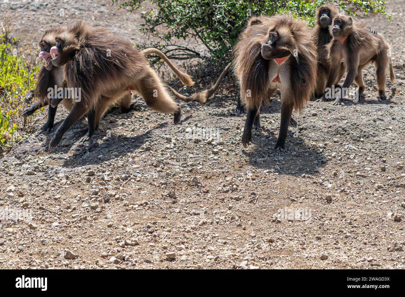 Gelada or Gelada baboon (Theropithecus gelada), fight between two males ...