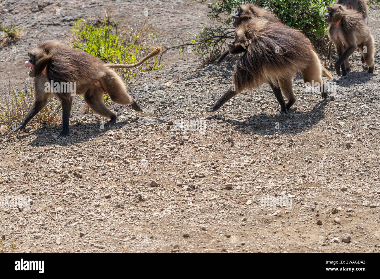 Gelada or Gelada baboon (Theropithecus gelada), fight between two males ...