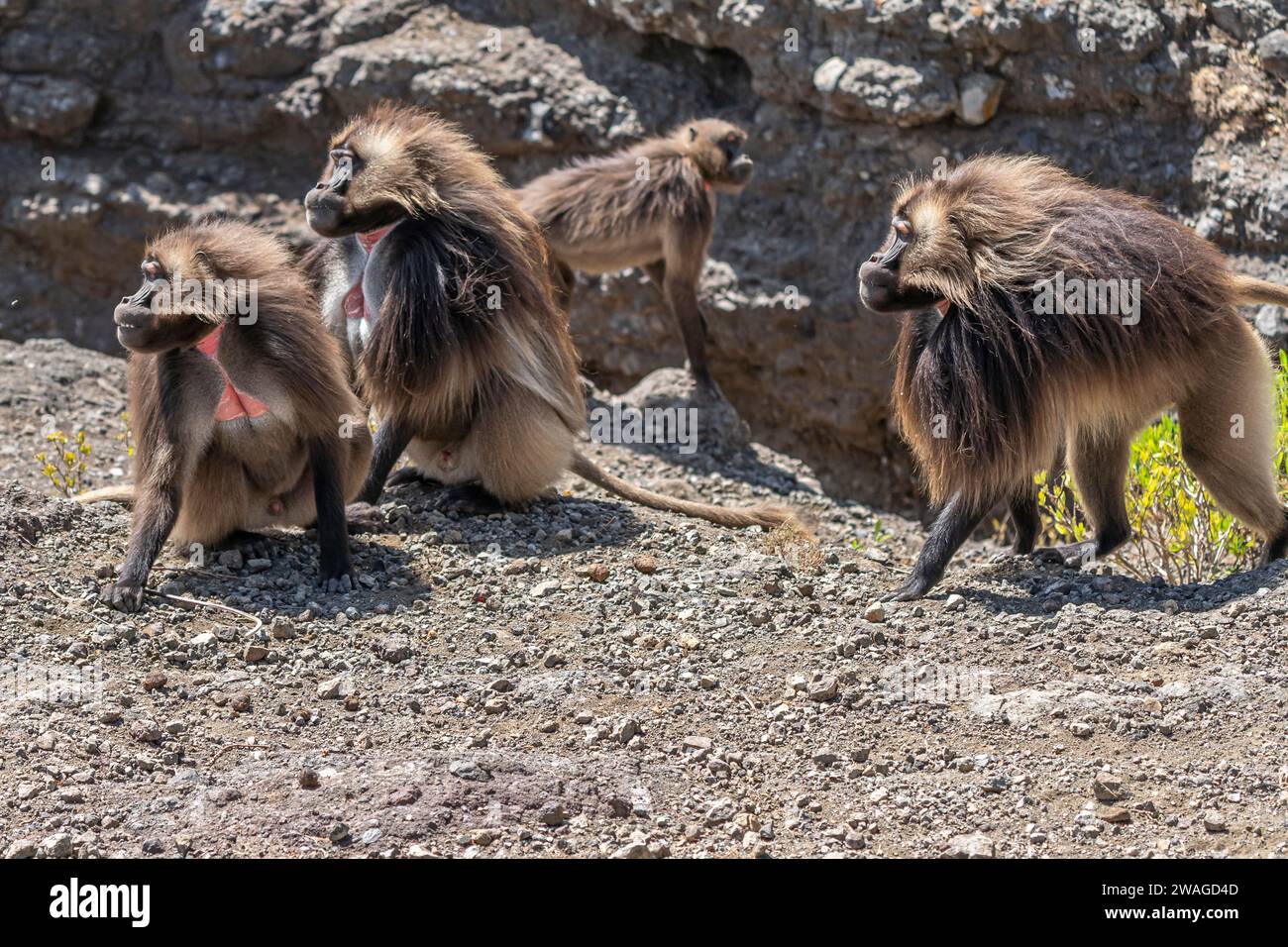 Gelada or Gelada baboon (Theropithecus gelada), fight between two males ...