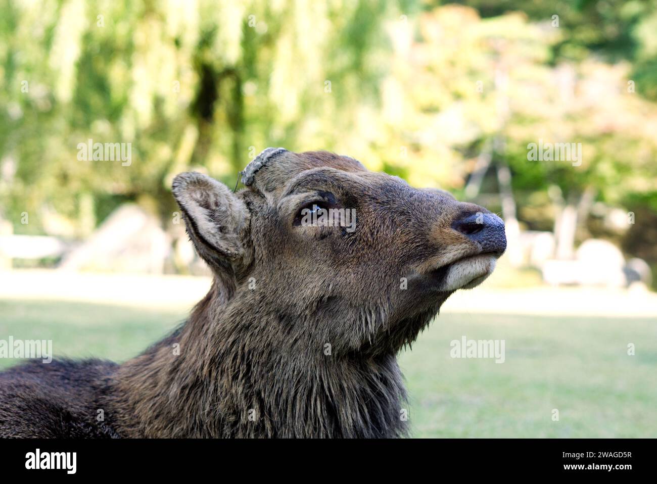 Explore nara hi-res stock photography and images - Alamy