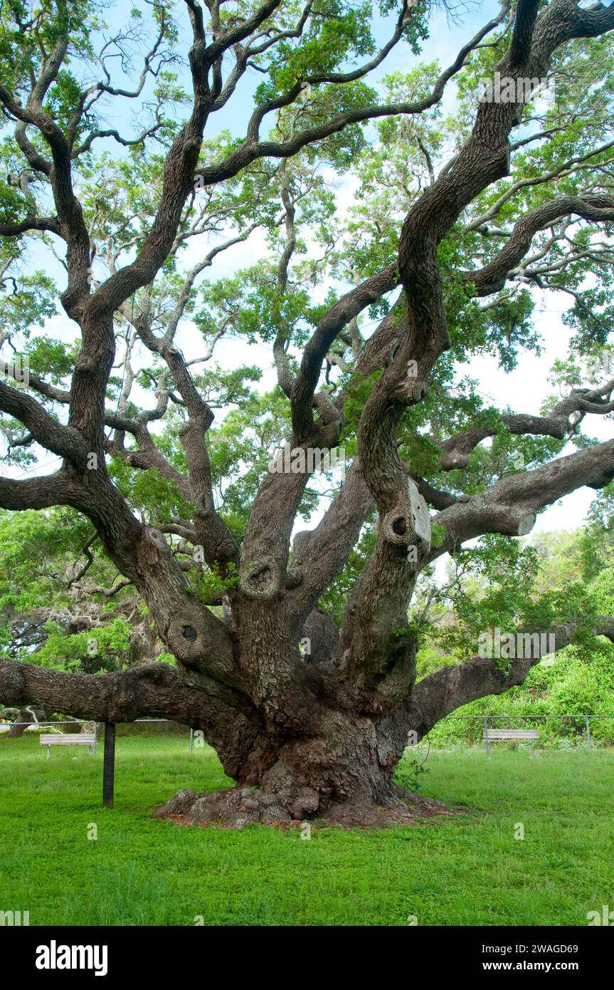 Goose Island Oak, Goose Island State Park, Texas Stock Photo - Alamy