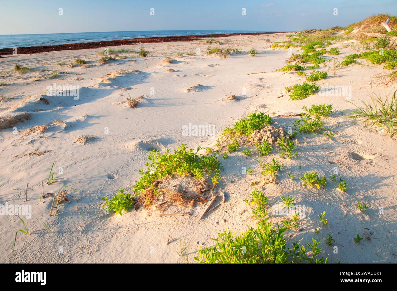 Malaquite Beach dune, Padre Island National Seashore, Texas Stock Photo ...