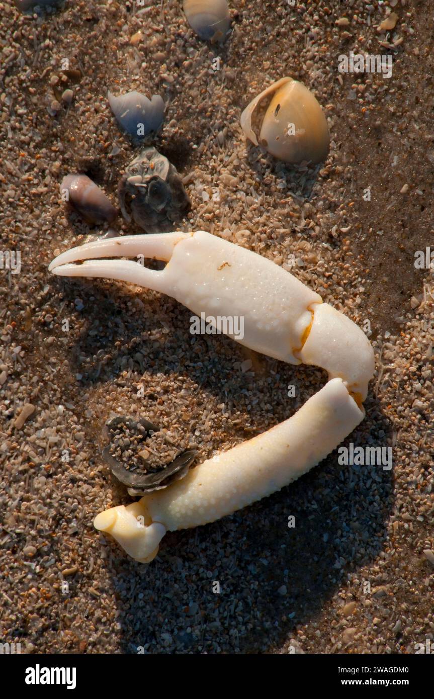 Padre island national seashore hi-res stock photography and images - Alamy