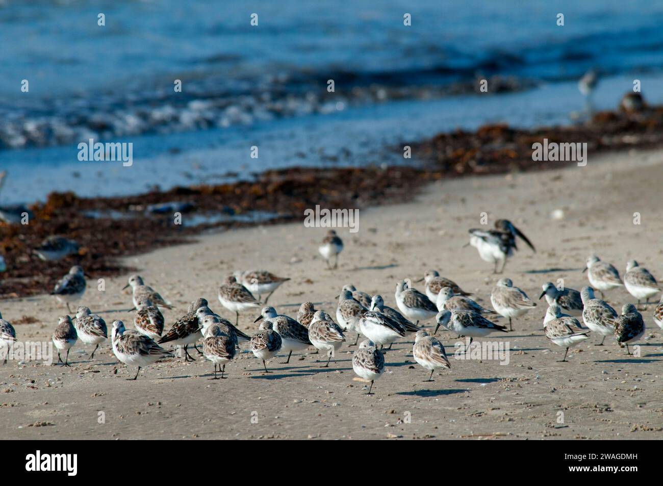 Shorebirds, Padre Island National Seashore, Texas Stock Photo - Alamy