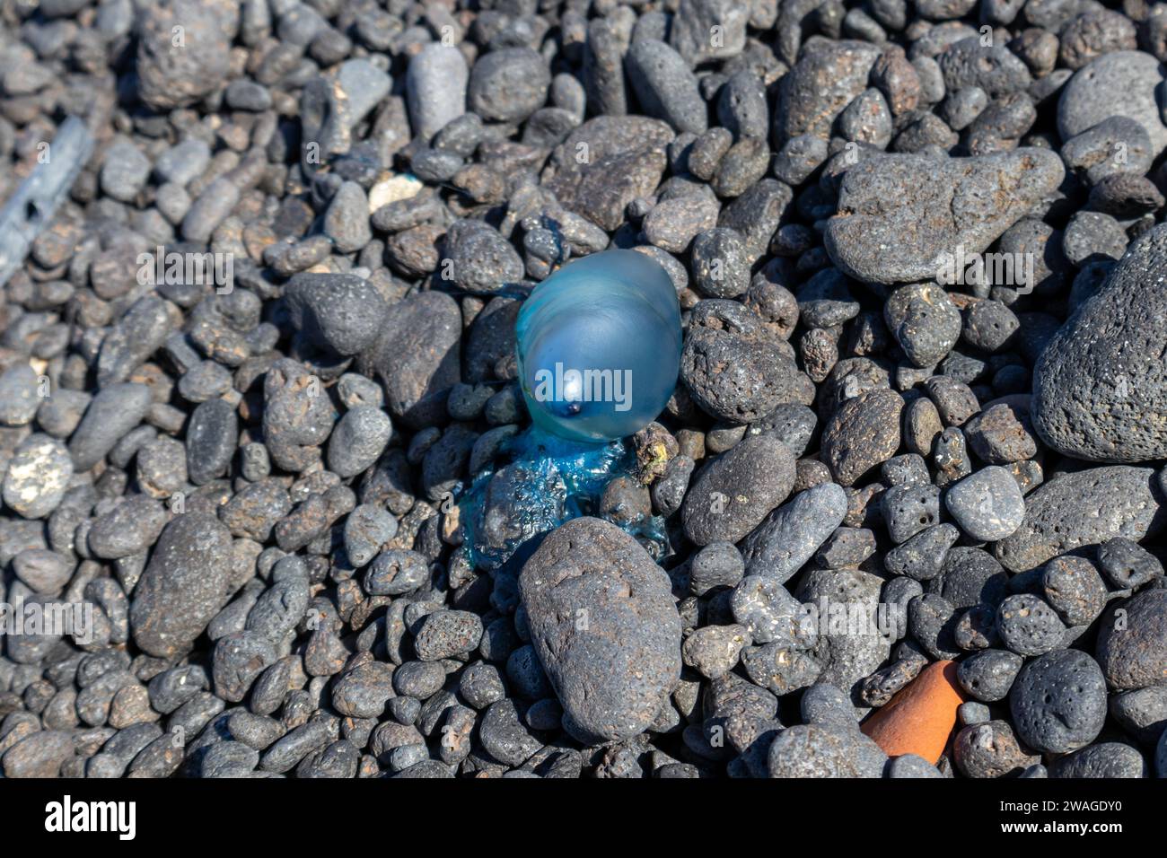 Transparent blue-violet jellyfish, washed out from the Atlantic ocean ...