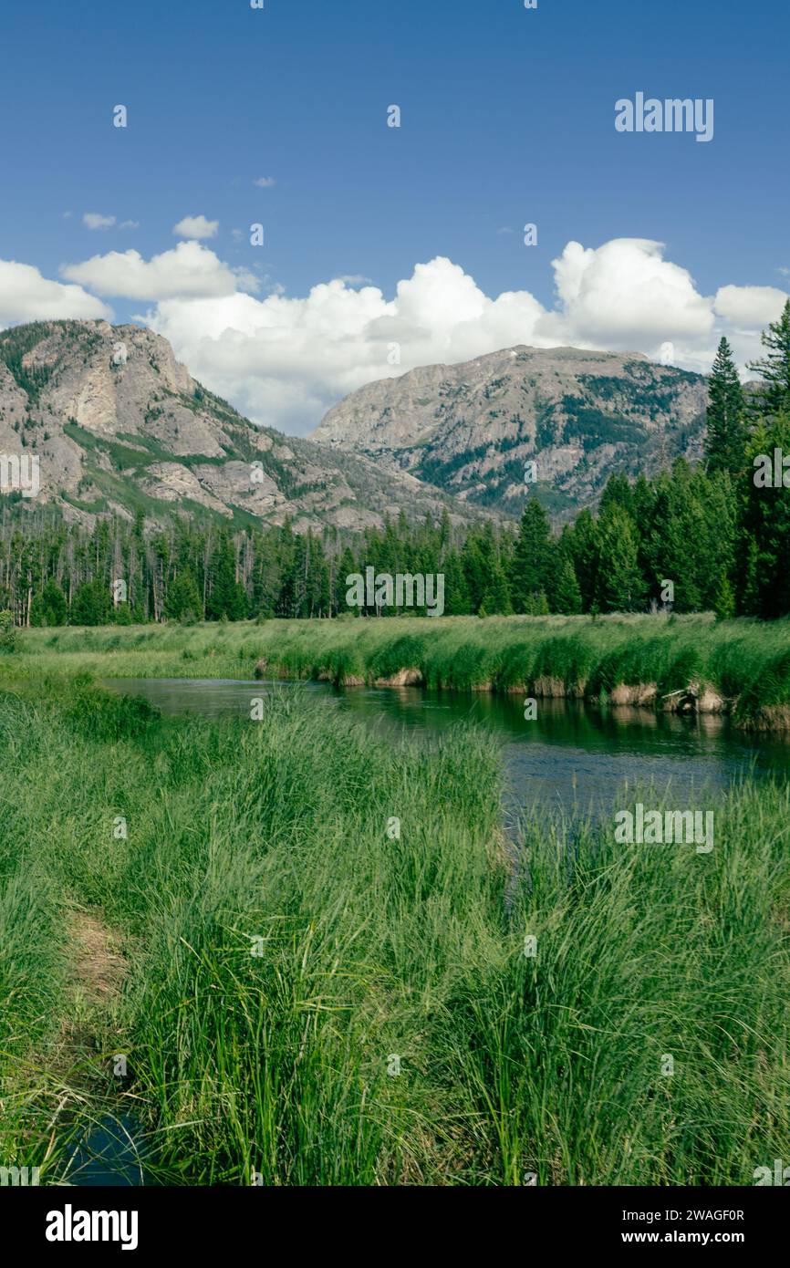 A serene view of a lush green grassy field in a picturesque river ...
