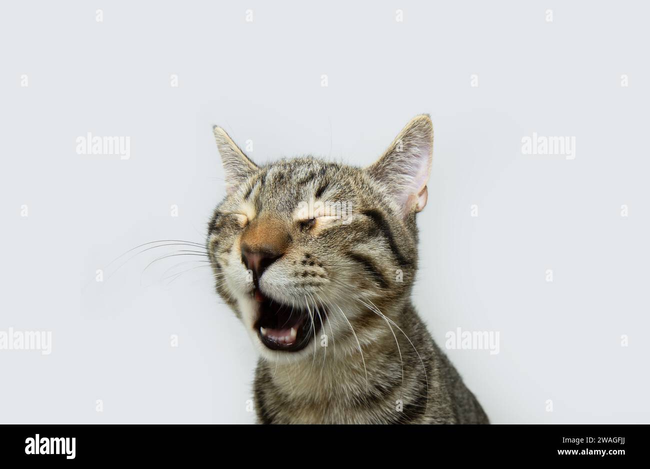 Funny portrait tabby cat surprised and meowing. Isolated on white ...