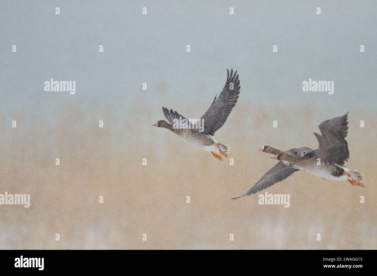 Greylag Gooses (Anser anser) and Greater White-fronted Goose (Anser ...