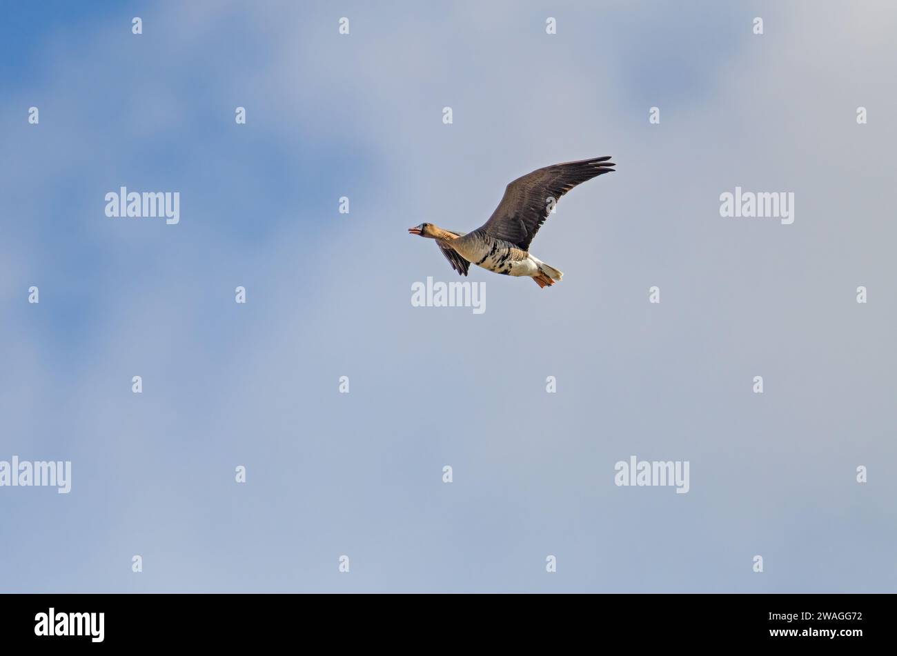 Greater White-fronted Goose (Anser albifrons) flying over Lake Karataş ...