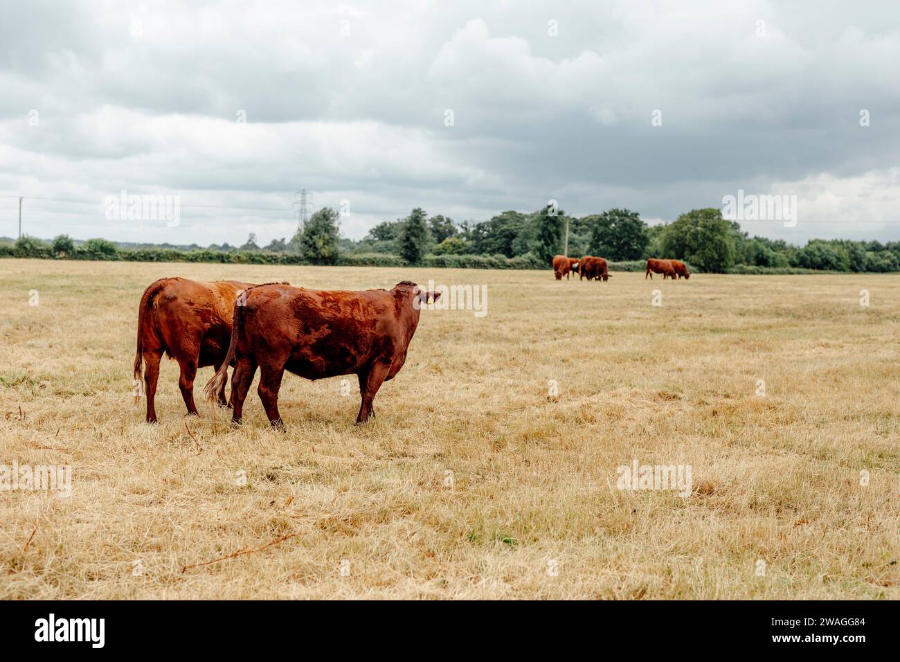 Brown healthy Cows graze in the meadow and eat grass. The cows are ...