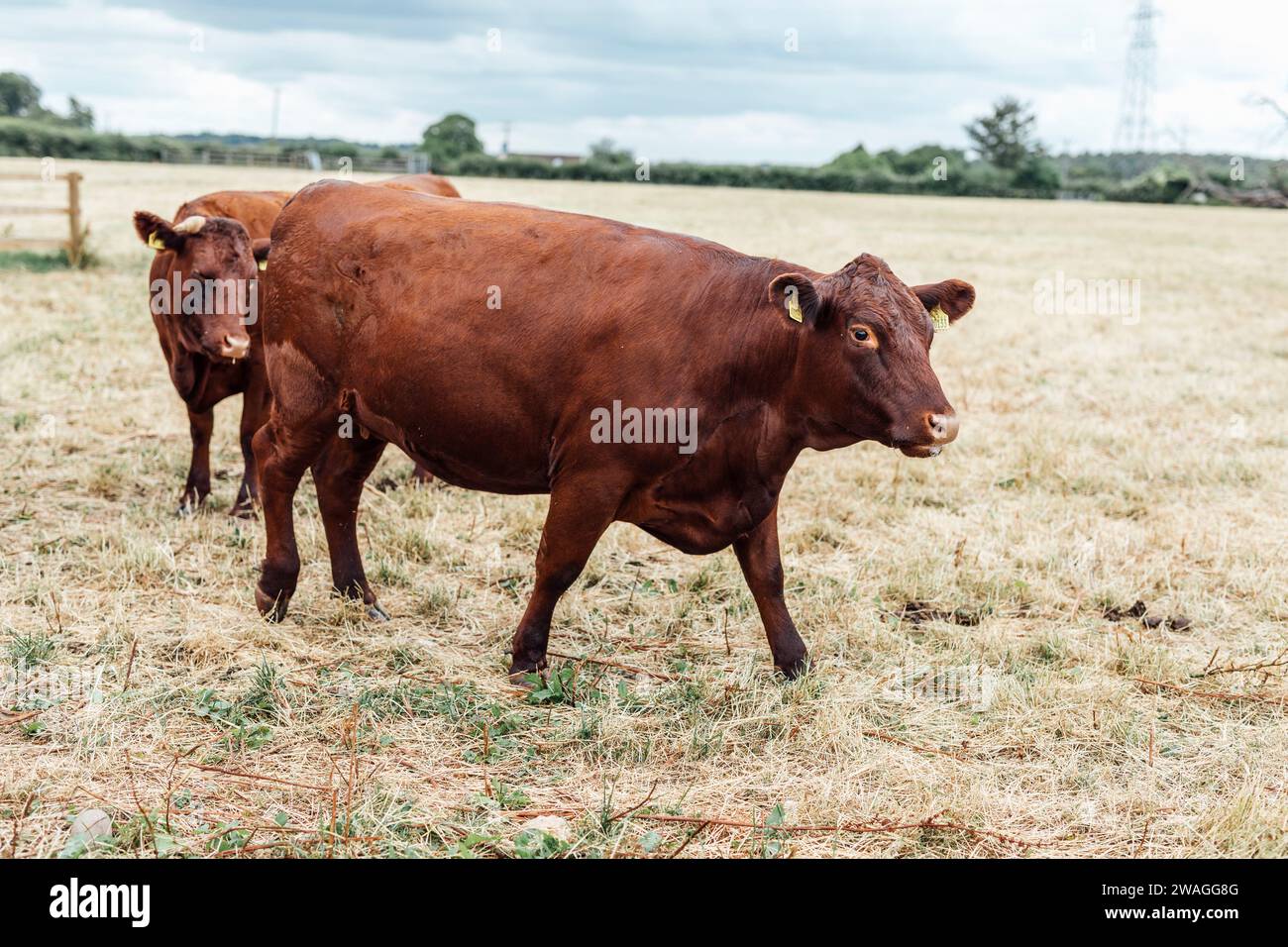Brown healthy Cows graze in the meadow and eat grass. The cows are ...