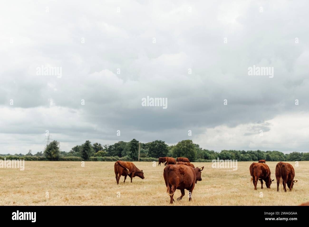 Brown healthy Cows graze in the meadow and eat grass. The cows are ...