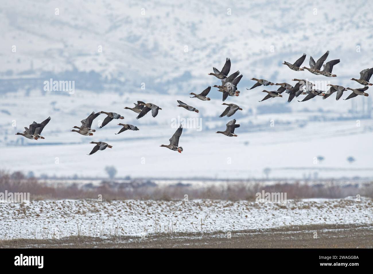 Greylag Goose (Anser anser) and Greater White-fronted Goose (Anser ...