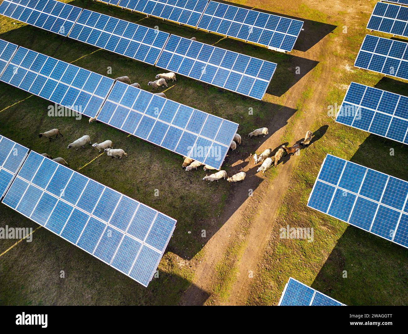 Sheep solar solar generation hi-res stock photography and images - Alamy