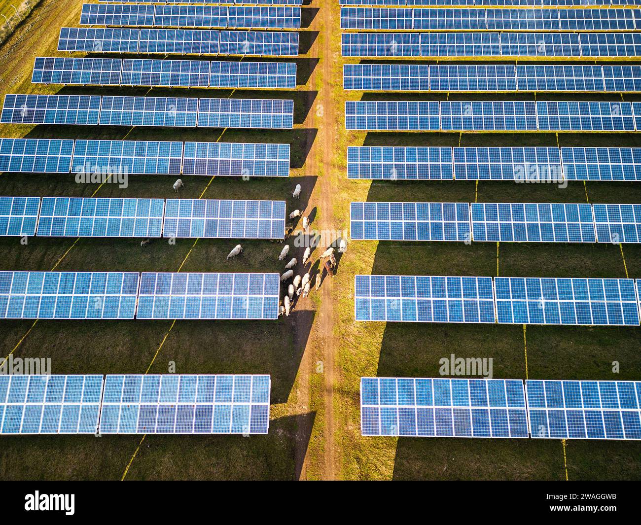 Sheep solar solar generation hi-res stock photography and images - Alamy