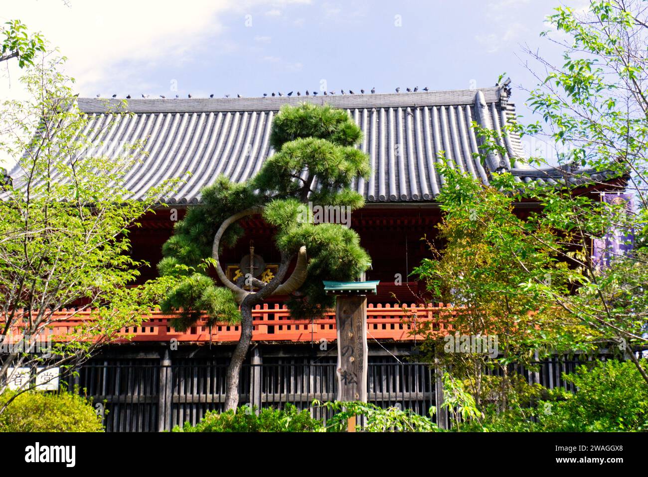 Tree kiyomizu kannon temple hi-res stock photography and images - Alamy