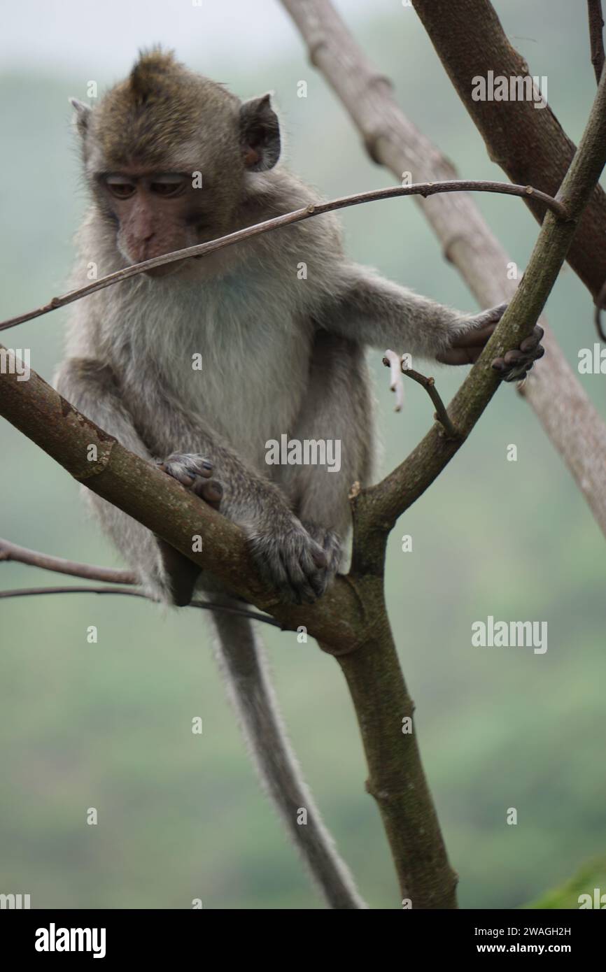 Macaca fascicularis (Monyet kra, kera ekor panjang, monyet ekor panjang ...