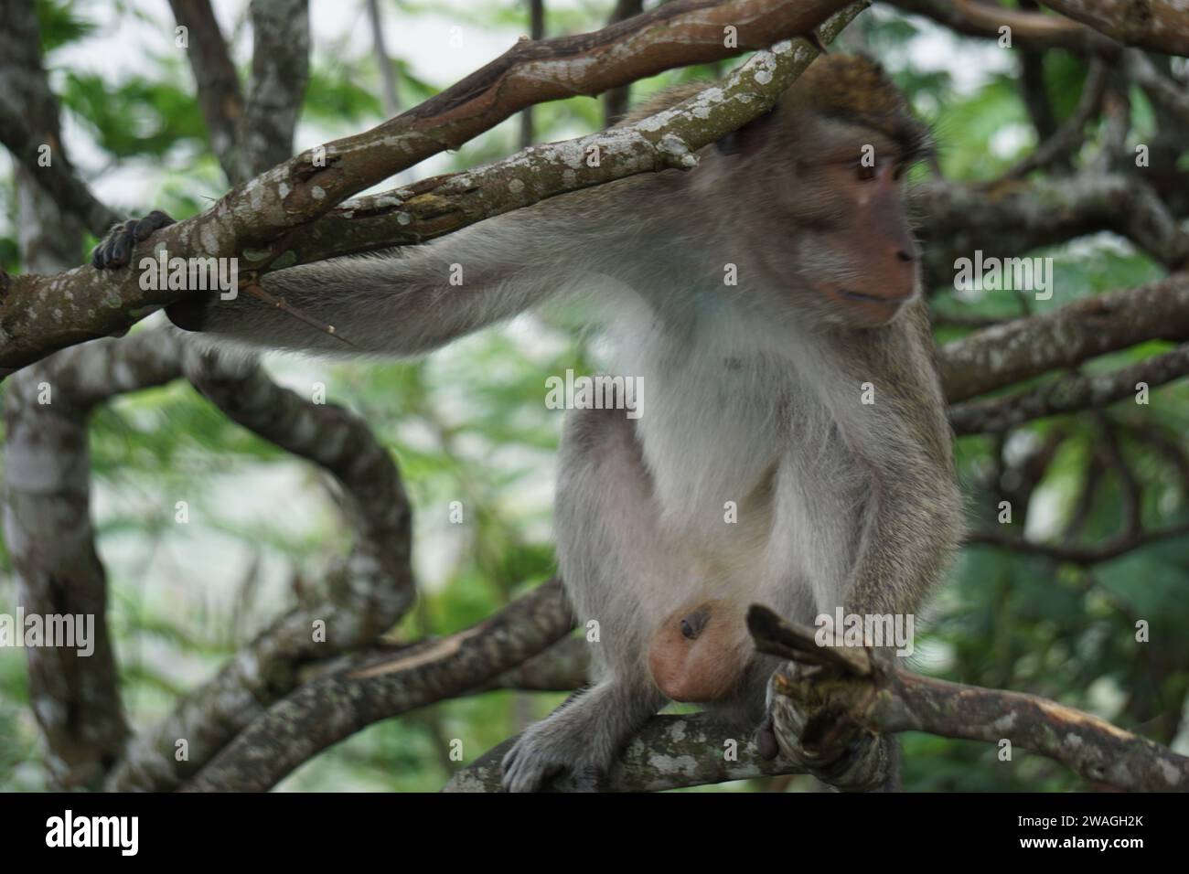 Kera macaque hi-res stock photography and images - Alamy