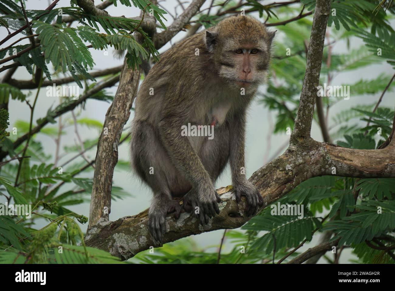 Kera macaque hi-res stock photography and images - Alamy
