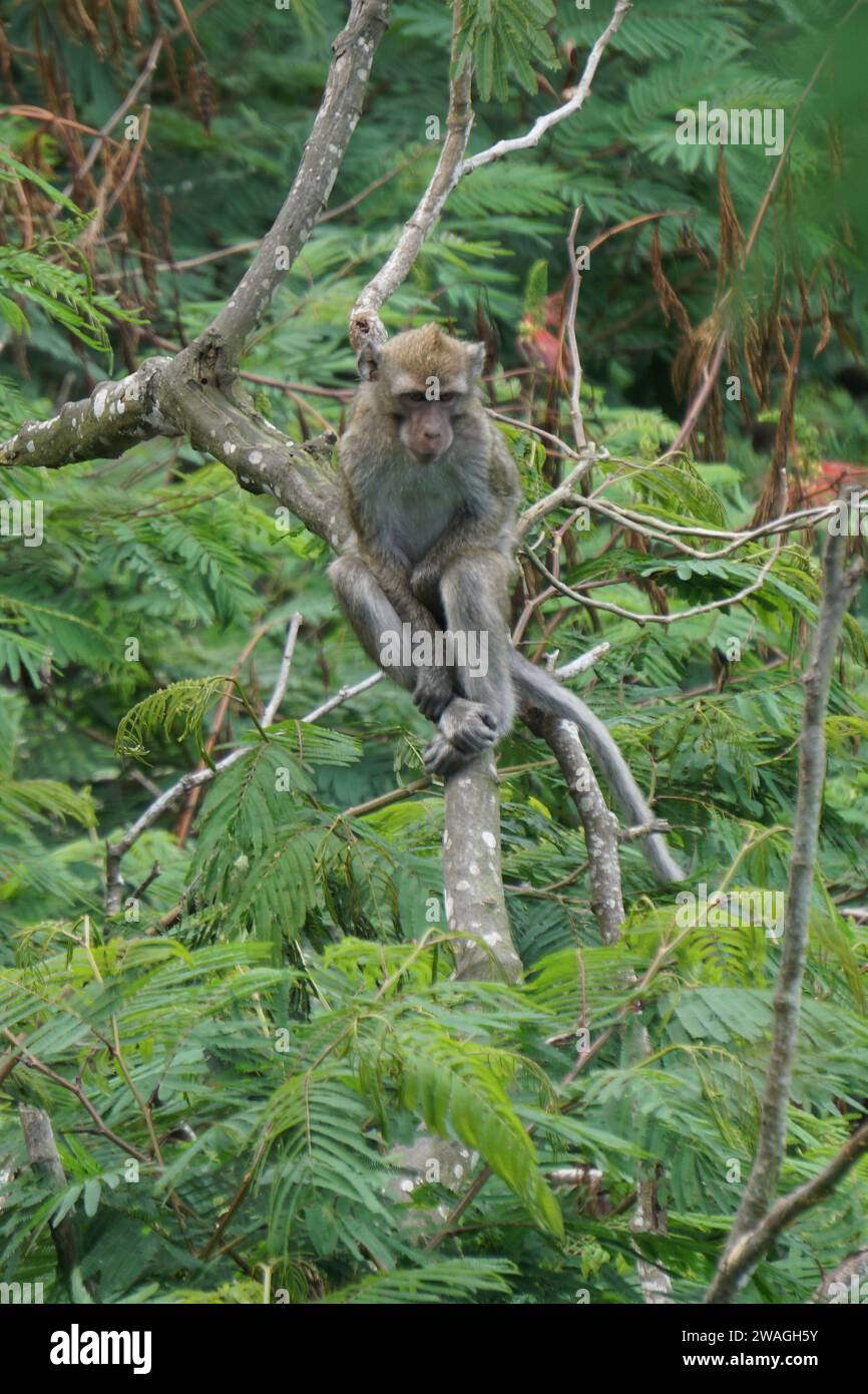 Macaca fascicularis (Monyet kra, kera ekor panjang, monyet ekor panjang ...