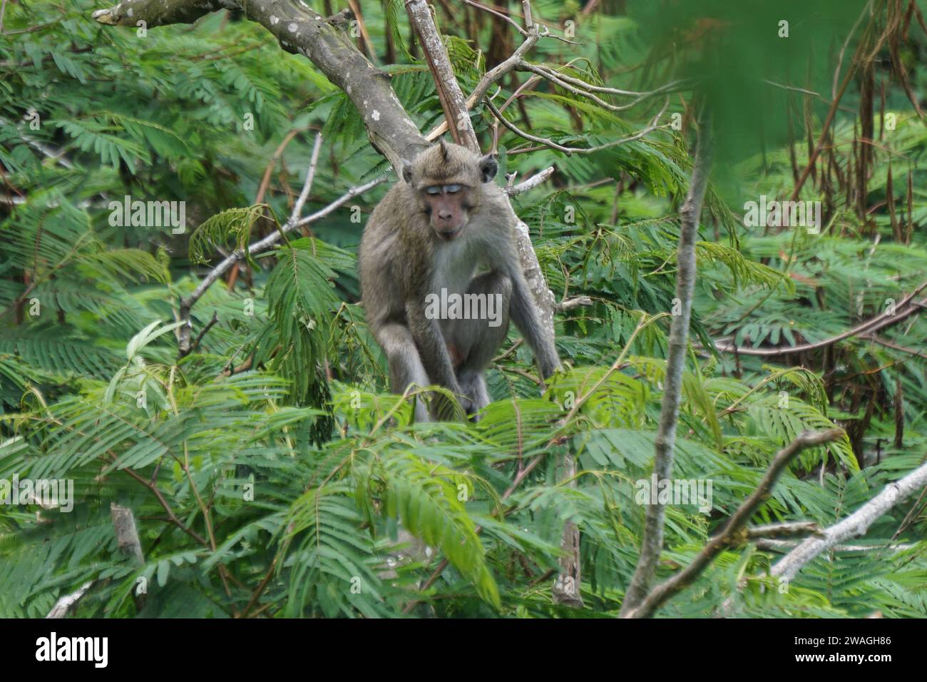 Macaca fascicularis (Monyet kra, kera ekor panjang, monyet ekor panjang ...