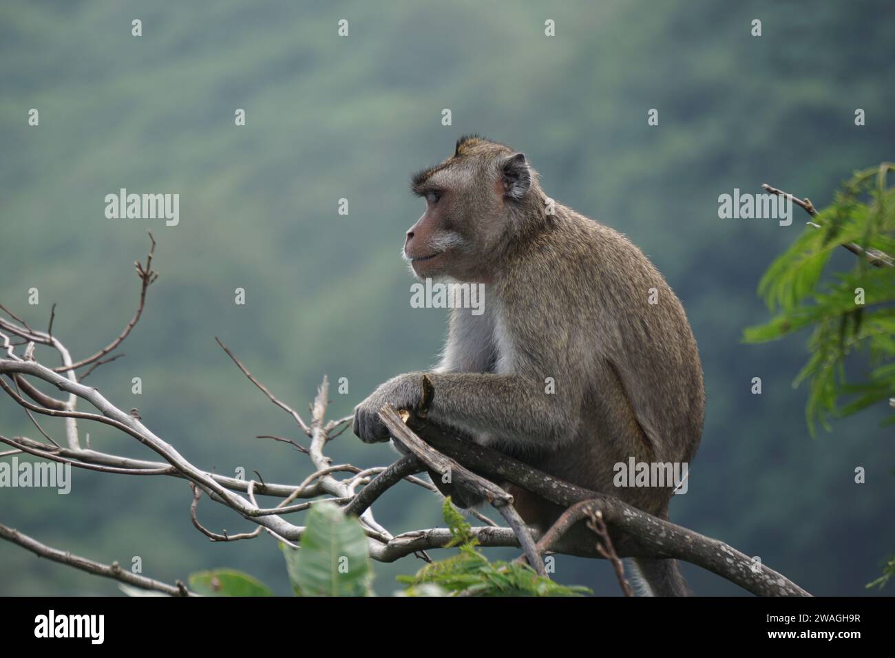 Monyet pemakan kepiting hi-res stock photography and images - Alamy