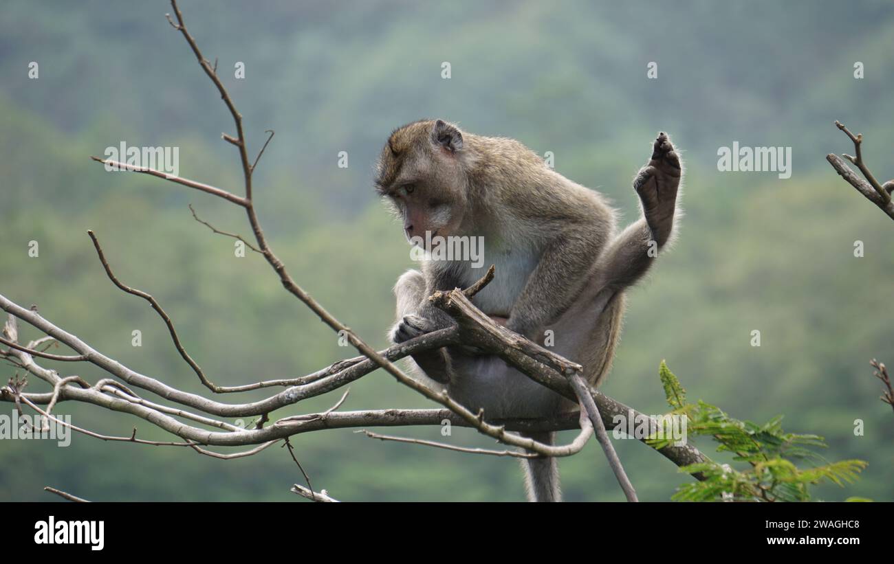 Macaca fascicularis (Monyet kra, kera ekor panjang, monyet ekor panjang ...