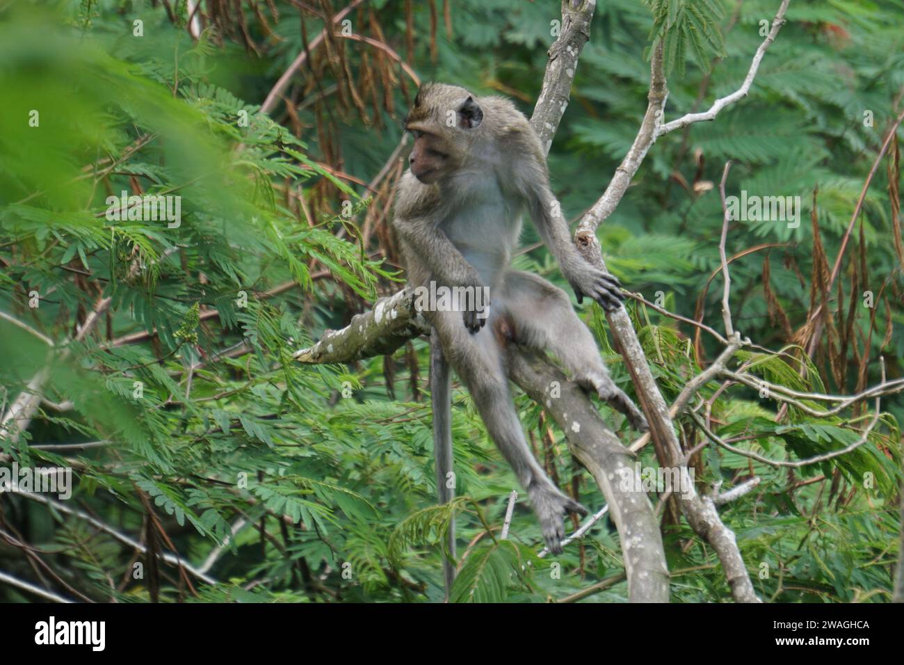 Monyet pemakan kepiting hi-res stock photography and images - Alamy