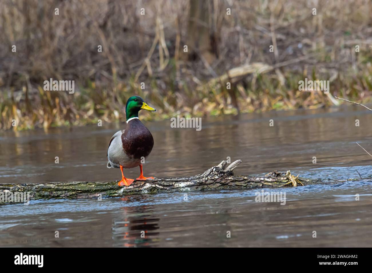 Mallard duck swimming on a pond picture with reflection in water. One ...