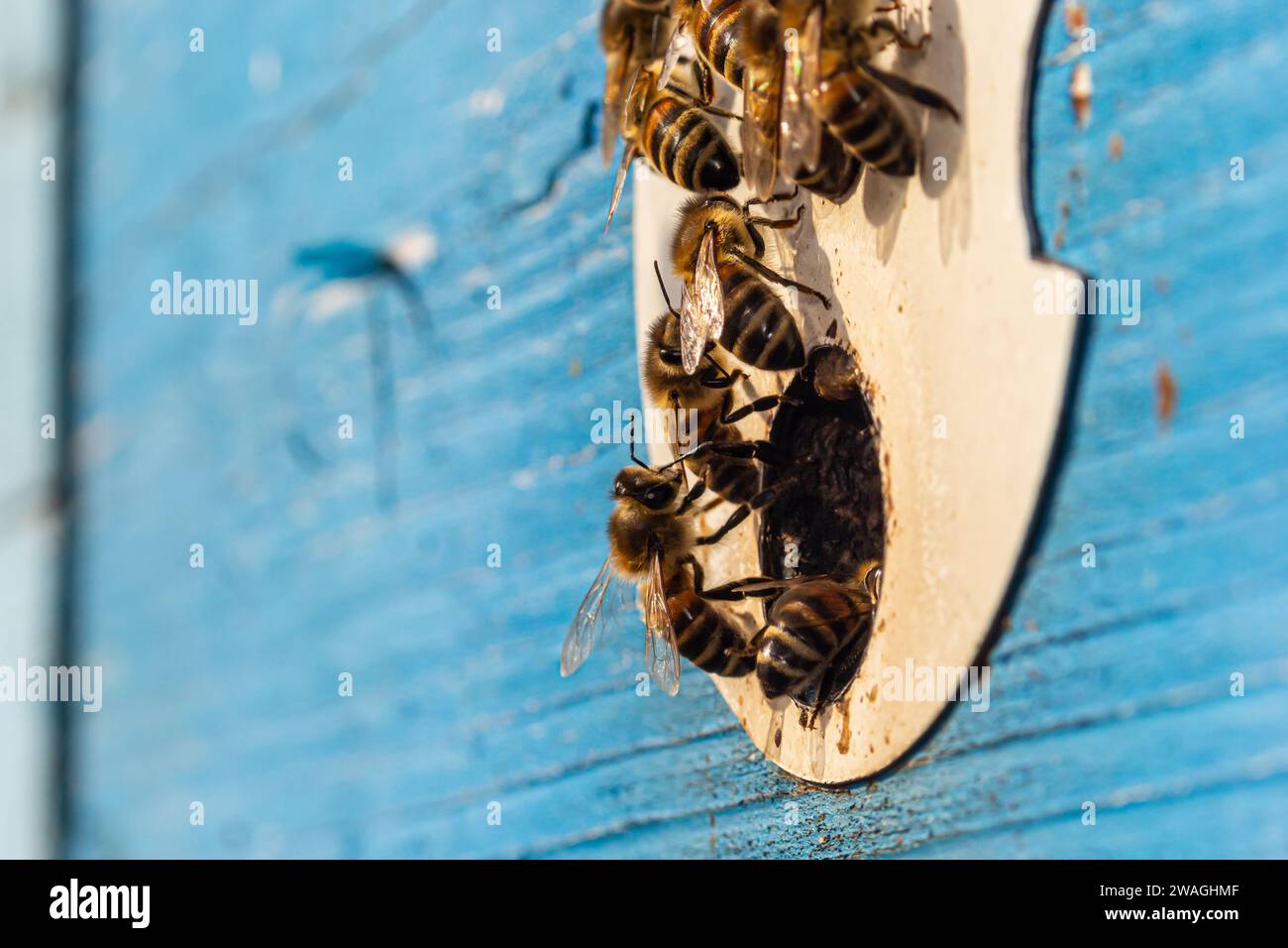 Group of bees near a beehive, in flight. Wooden beehive and bees. Bees ...