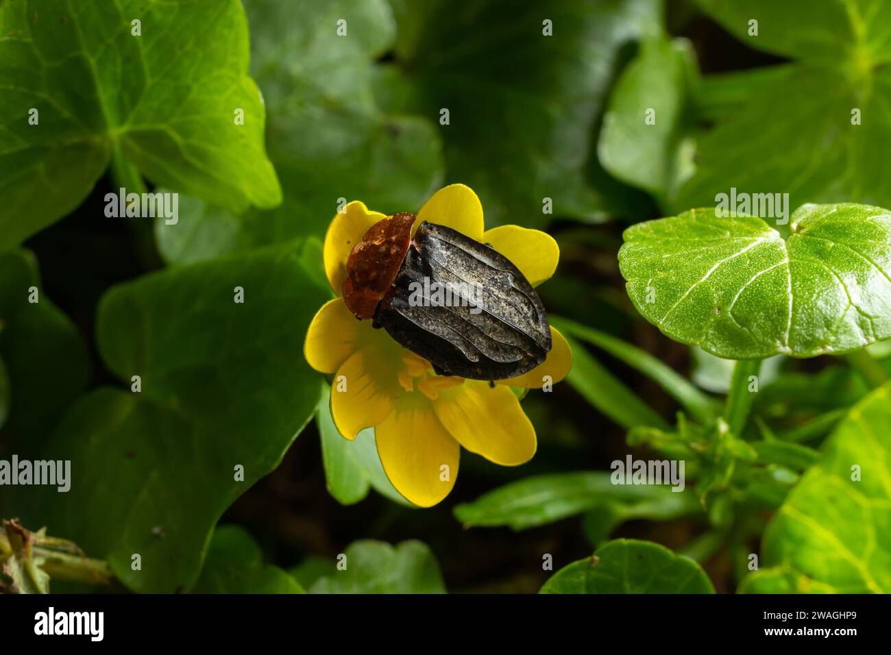 a carrion beetle - Oiceoptoma thoracica sits on a yellow flower in ...
