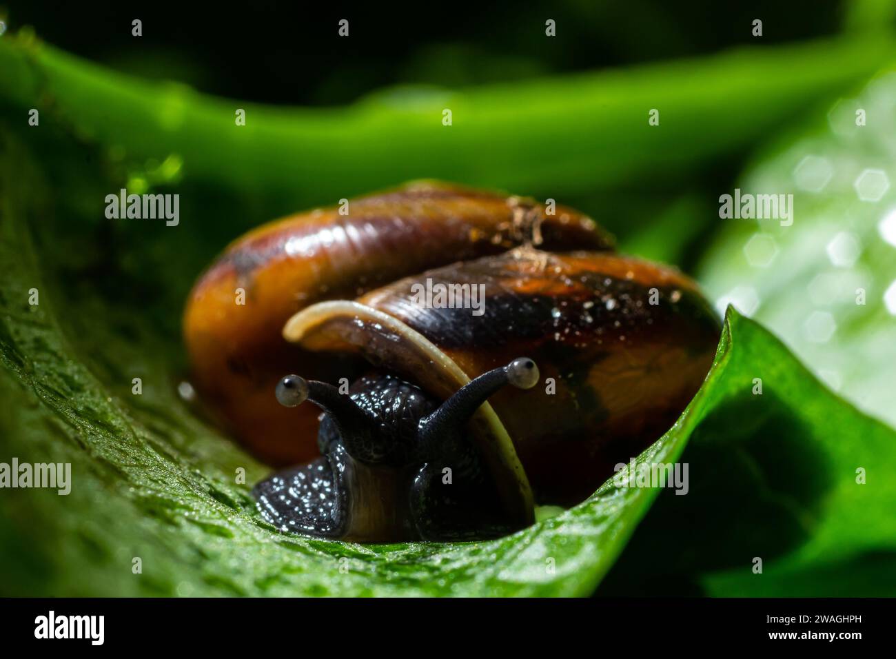 Green glass shell hi-res stock photography and images - Alamy
