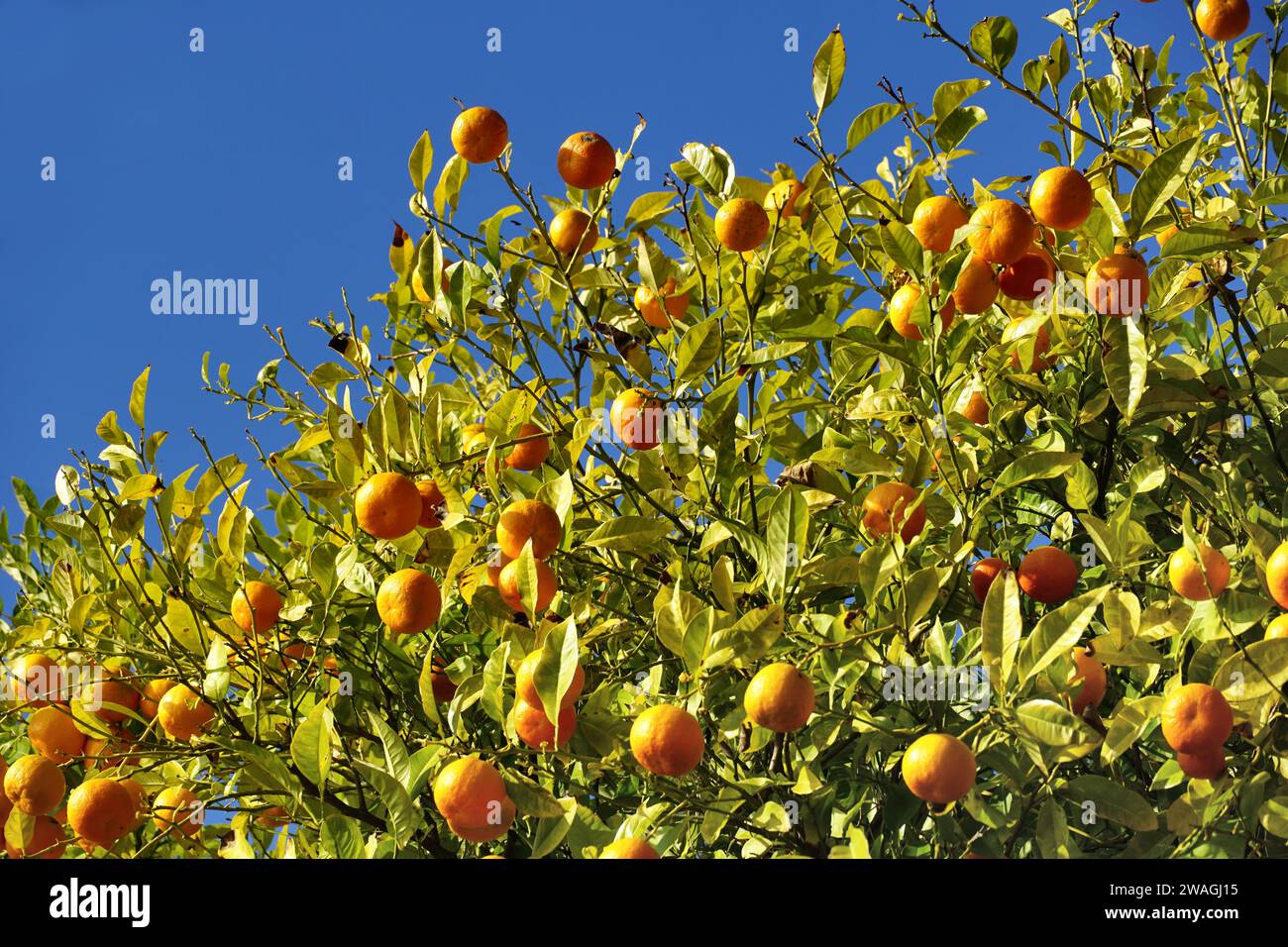 Mediterranean mandarin tree or Citrus reticulata full of juicy orange ...