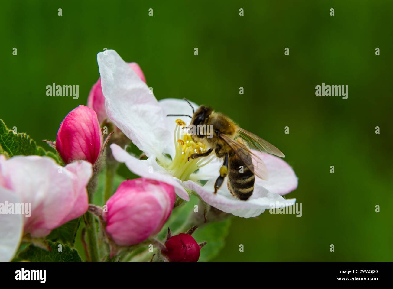 A bee collects pollen near a flower. A bee flies over a flower in a ...