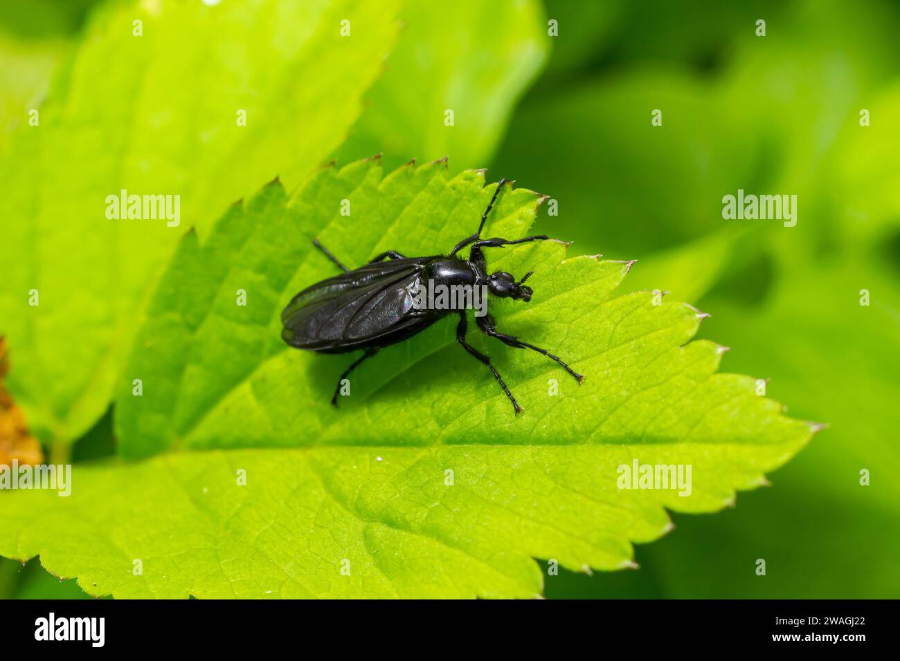 Bibio marci is a fly from the family Bibionidae called March flies and ...