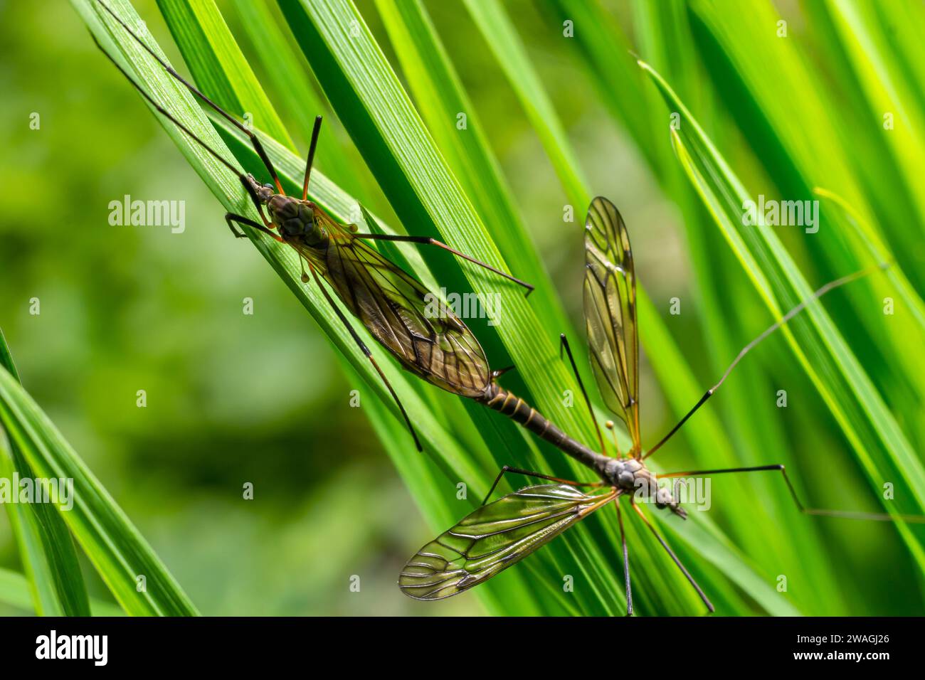 A crane fly Tipula maxima resting on a nettle leaf in early summer ...