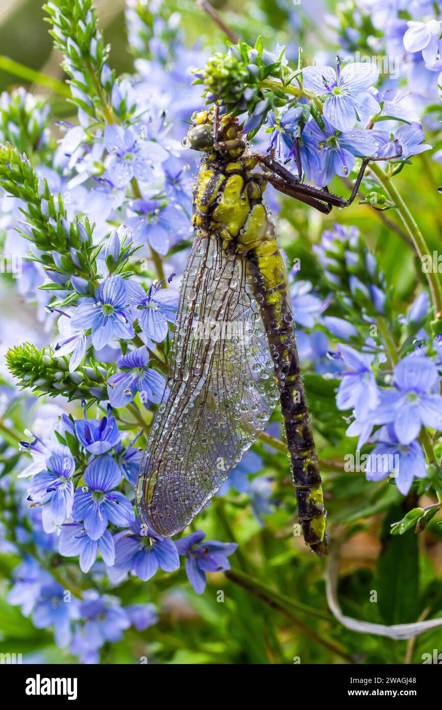 Dragonfly, Gompha vulgaris Gomphus vulgatissimus on the plant by lake ...
