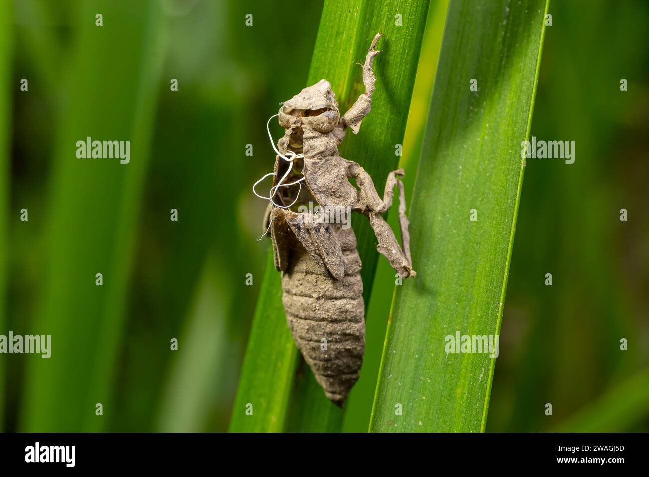 Larval dragonfly grey shell. Nymphal exuvia of Gomphus vulgatissimus ...
